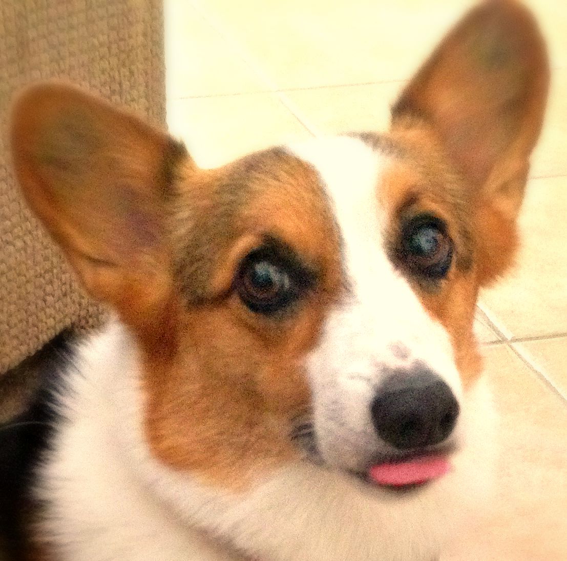 FibroDog Support Animal Interview #1 – Willow Fibromyalgia ...